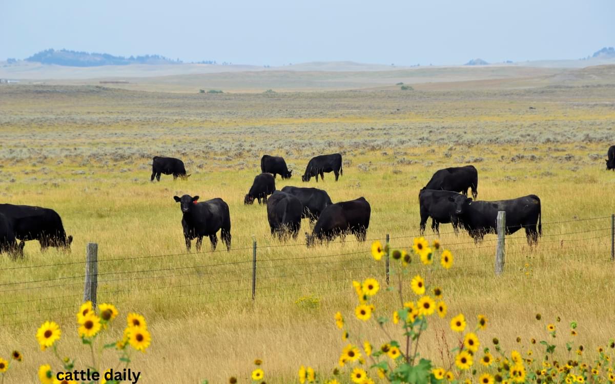 Cattle ranching in montana - Cattle Daily