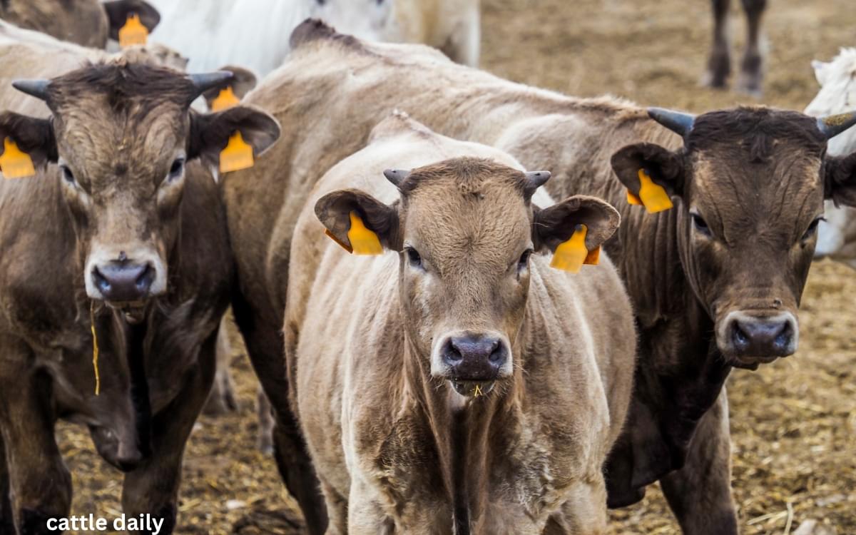 Complete Guide to Popular Cattle Breeds: Characteristics and Use ...