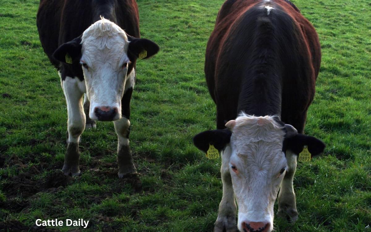 Irish Cattle Breeds: Heritage and Modern Applications - Cattle Daily