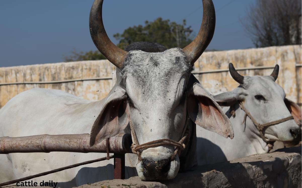 Pakistani Cattle Breeds: Indigenous Livestock Heritage - Cattle Daily