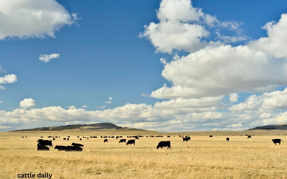 Cattle ranching in wyoming - Cattle Daily