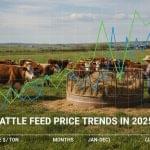 Longhorn Cattle Breeds - Cattle Daily