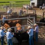 Cattle Flight Zone and Handling Tips: A Guide to Safely Working with ...