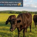 Key Signs of Calcium Deficiency in Cattle: Detecting Early - Cattle Daily