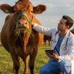 Signs & the Stages of Cows Labor: Recognizing Impending Calving ...