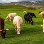 Horned vs Polled Cattle Breeds: Which is Right for Your Farm? - Cattle ...
