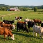 Beginner's Guide to Raising Cattle: Breed Selection, Facilities ...