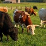 Longhorn Cattle Breeds - Cattle Daily