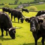 Red Angus Cattle Breed Profile - Cattle Daily