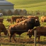 Double-Muscled Cattle Breeds: Maximizing Meat Production - Cattle Daily