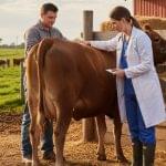 Cow Behavior During Calving: What's Normal and When to Intervene ...