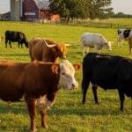 Cattle breeds of Australia - Cattle Daily