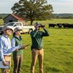 Horned vs Polled Cattle Breeds: Which is Right for Your Farm? - Cattle ...