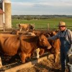 Cattle Temperament: Docile vs Aggressive Breeds - Cattle Daily