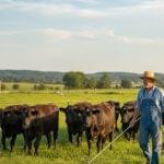 How to Spot Sick Cattle: Early Warning Signs - Cattle Daily