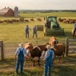 Continental Beef Cattle Breeds: Growth, Muscling & Efficiency