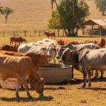 Holstein Cattle Breed Spotlight: History, Characteristics, and Uses